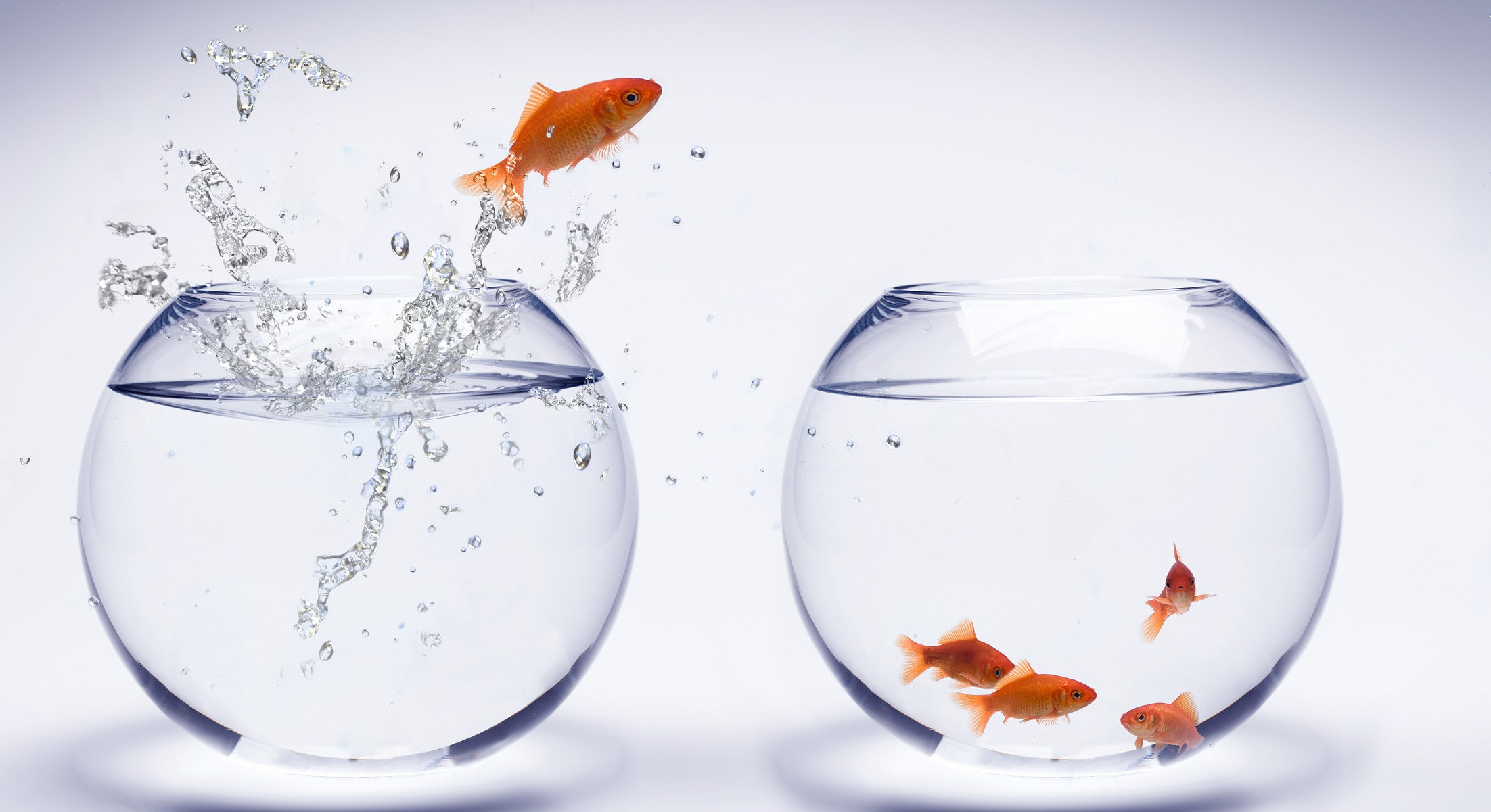 poisson rouge dans un aquarium – Sciennes Primary School